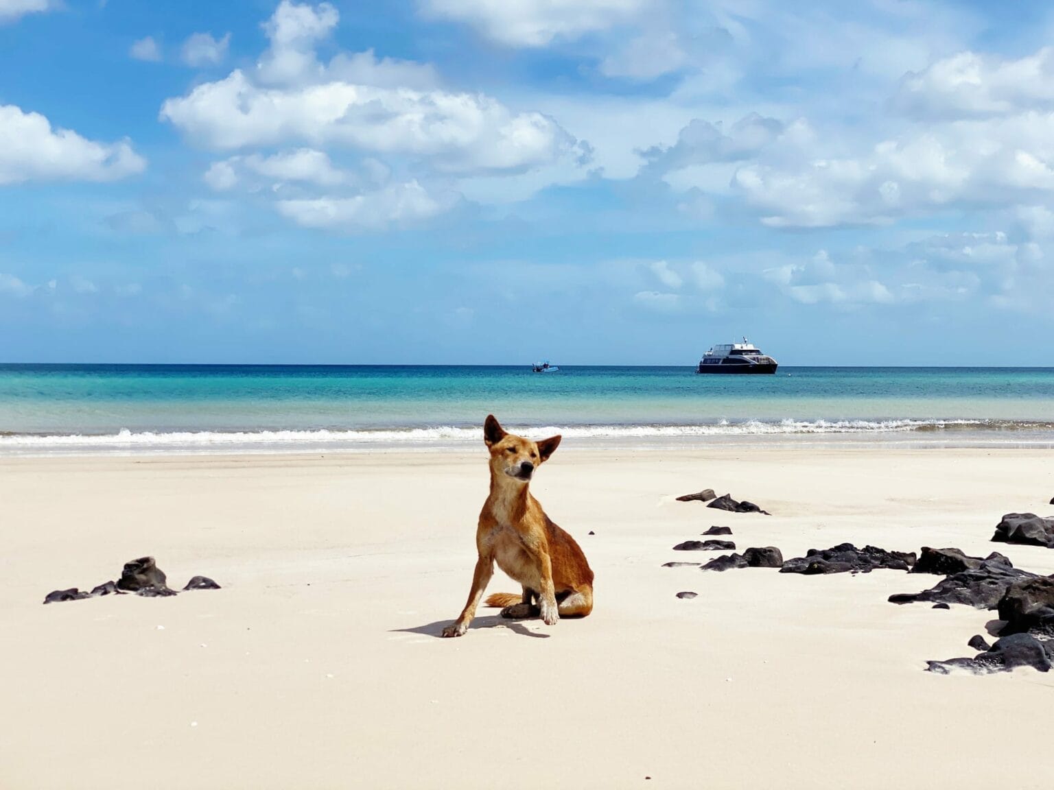 The Wildlife of K'gari | Tasman Venture